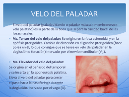 4. Función del velo del paladar | slideum.com