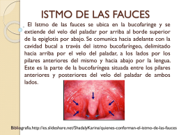 4. Función del velo del paladar | slideum.com